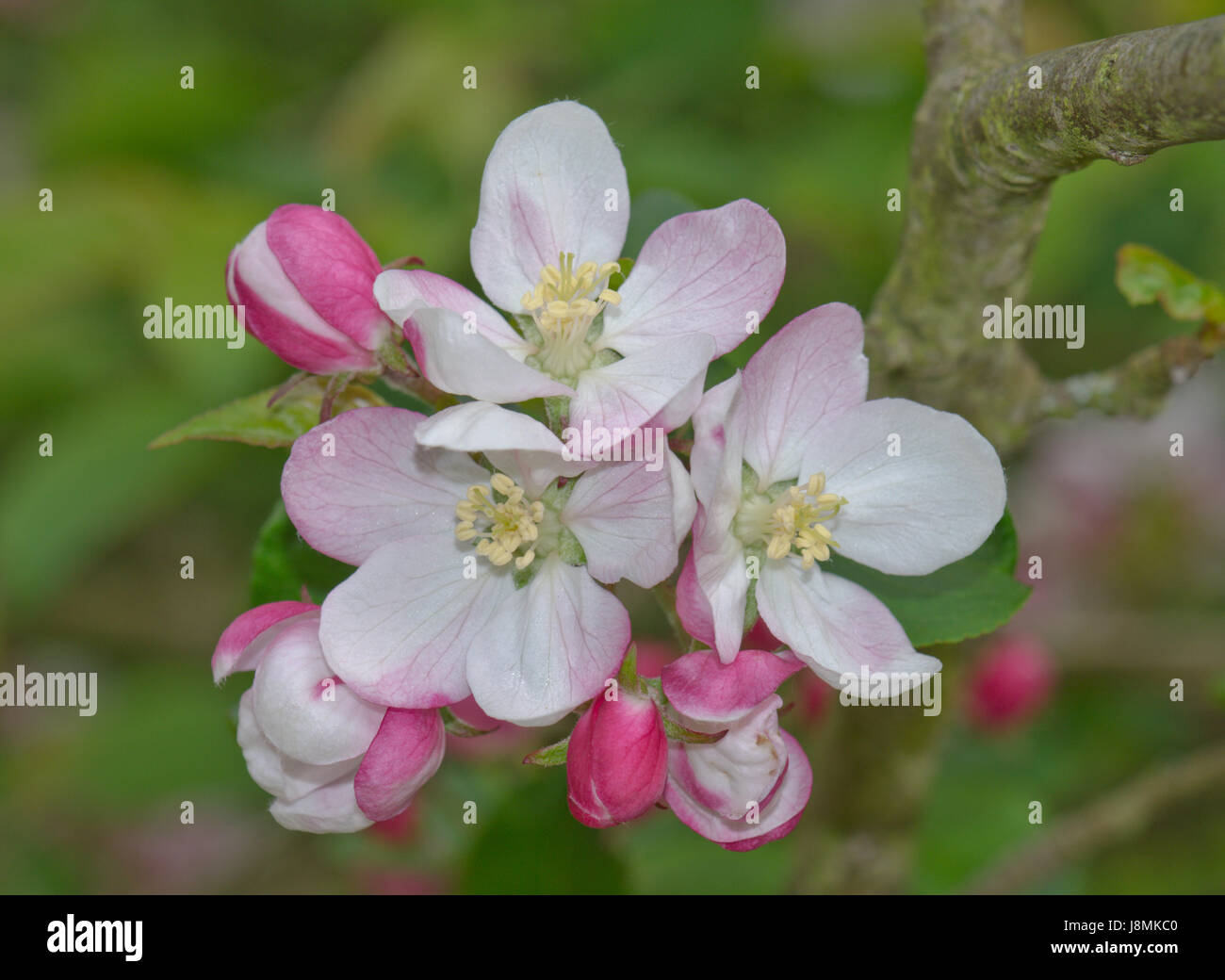 Wild Apple Blossom (Malus sylvestris Stock Photo - Alamy