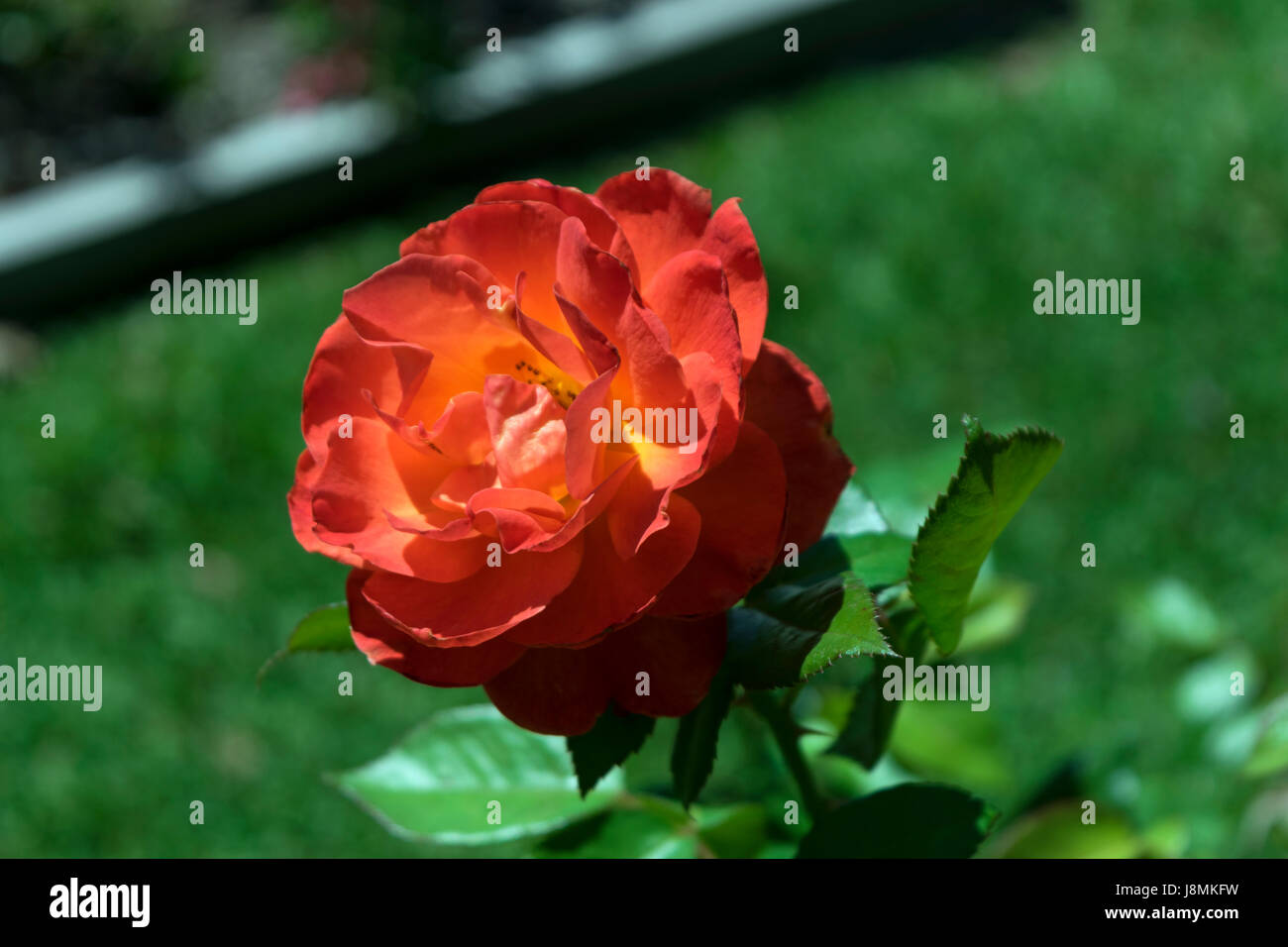 Beautiful red orange rose in full bloom showing its brilliant colors ...