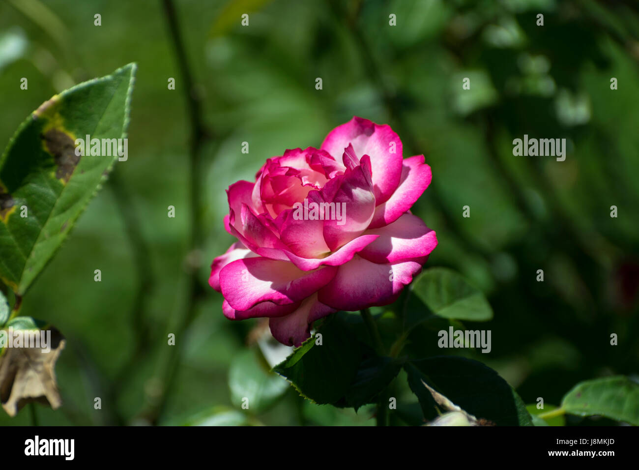 Brilliiant colors hi-res stock photography and images - Alamy