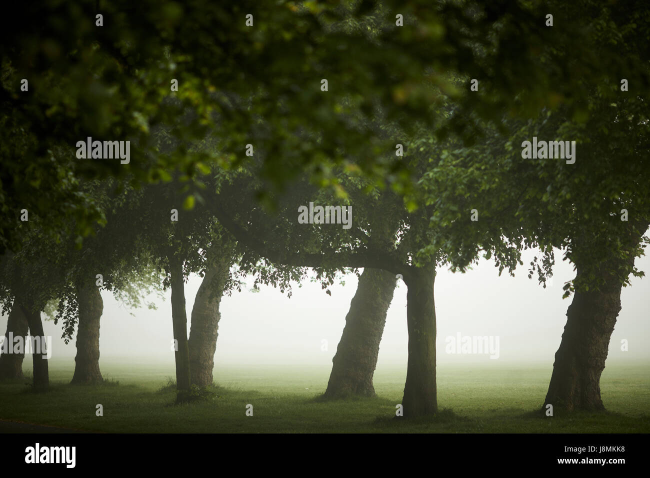 foggy Lark Lane entrance to Sefton Park in Liverpool, Merseyside ...