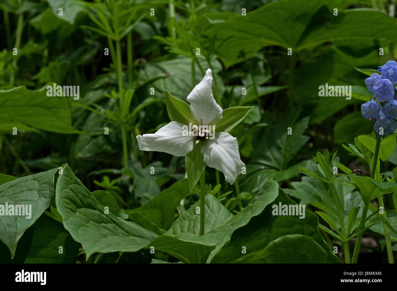 Trillium is a genus of perennial flowering plants native to temperate ...