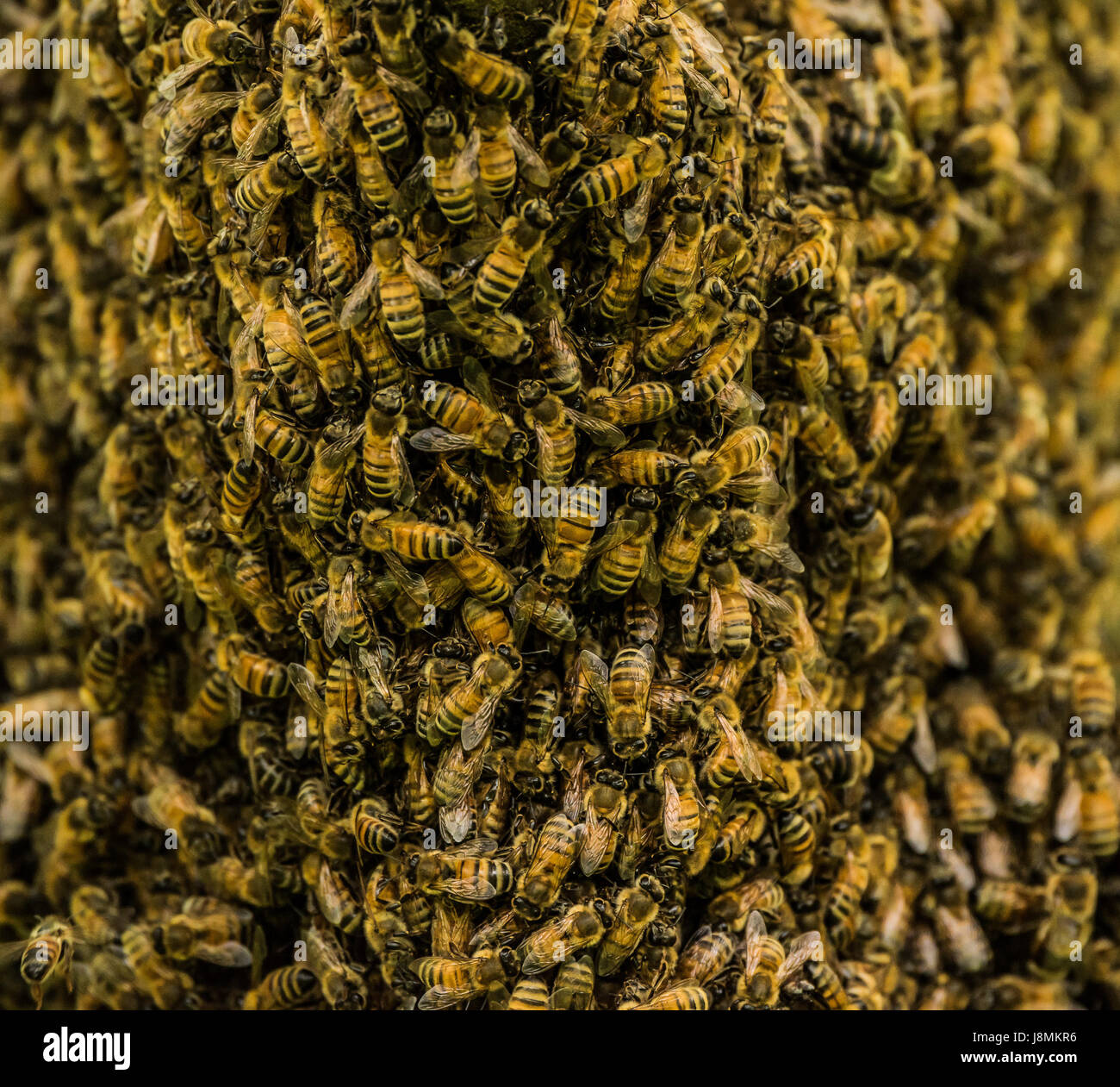 Swarming insects hi-res stock photography and images - Alamy