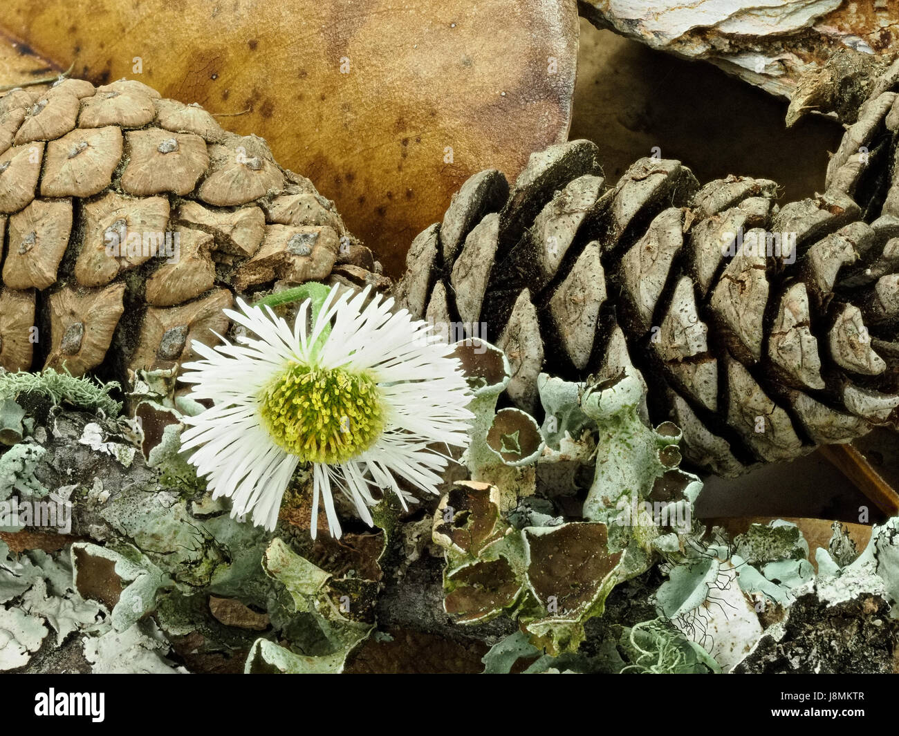 Still life with cones hi-res stock photography and images - Alamy