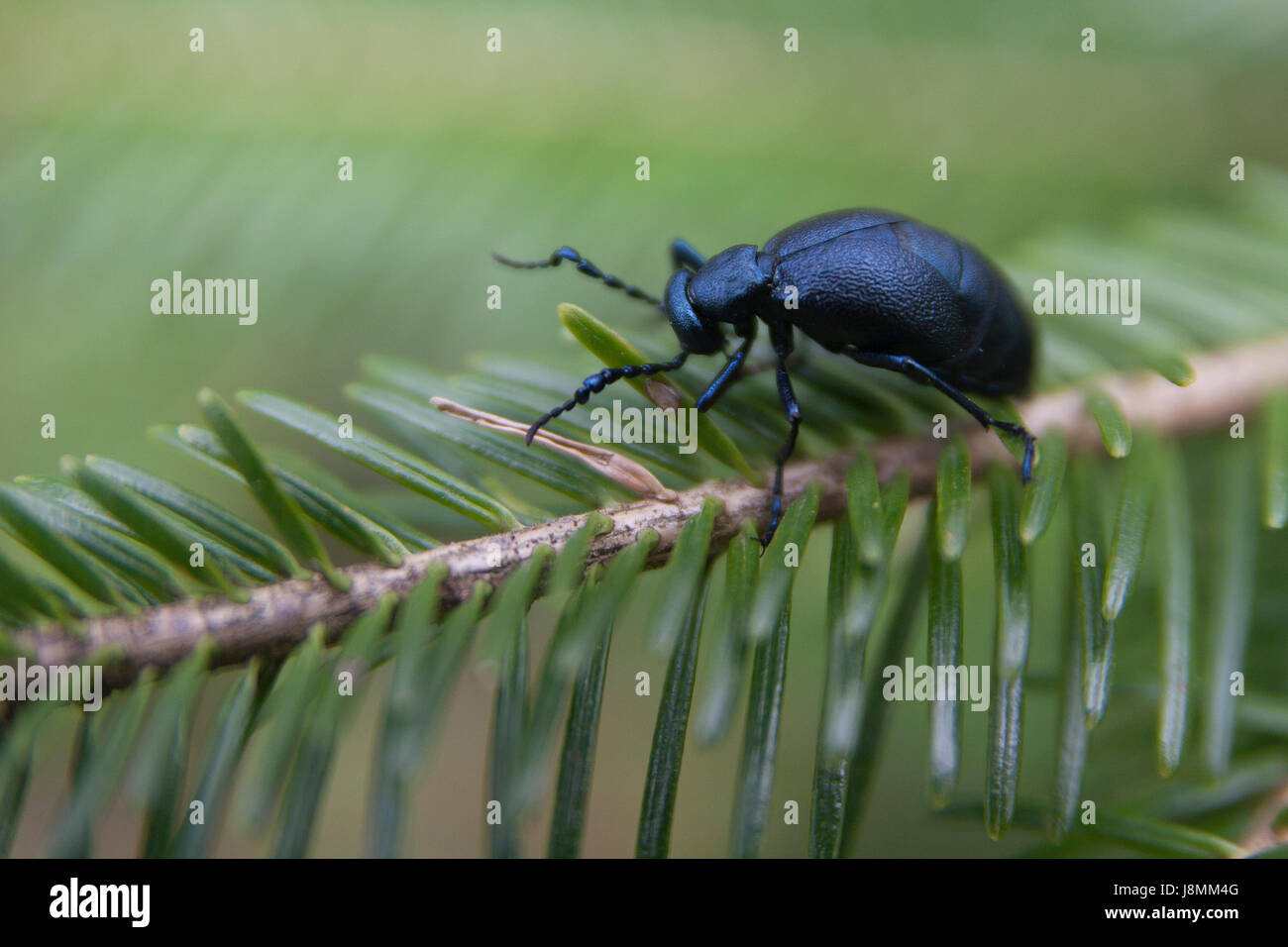 Dark blue insect on a fir branch. Isolated on a blurry background Stock ...