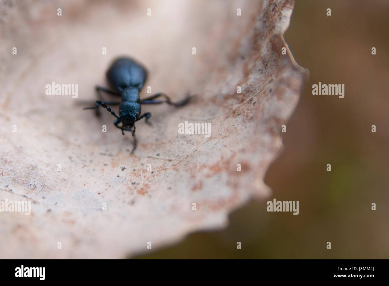 Blue insect on a dried leaf. Isolated on a blurry background Stock ...