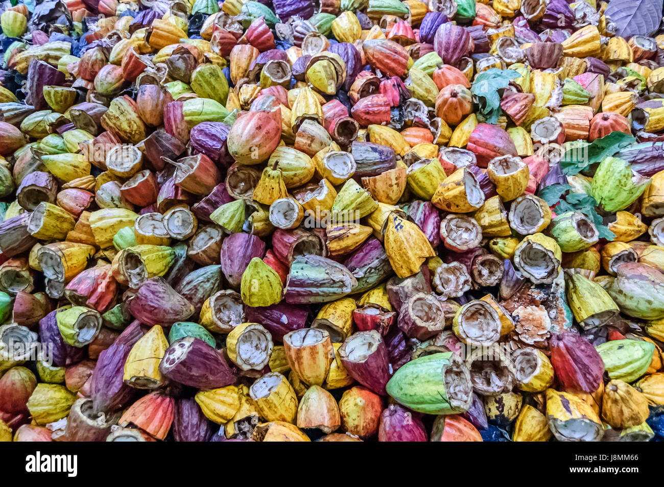 Cacao harvest hi-res stock photography and images - Alamy