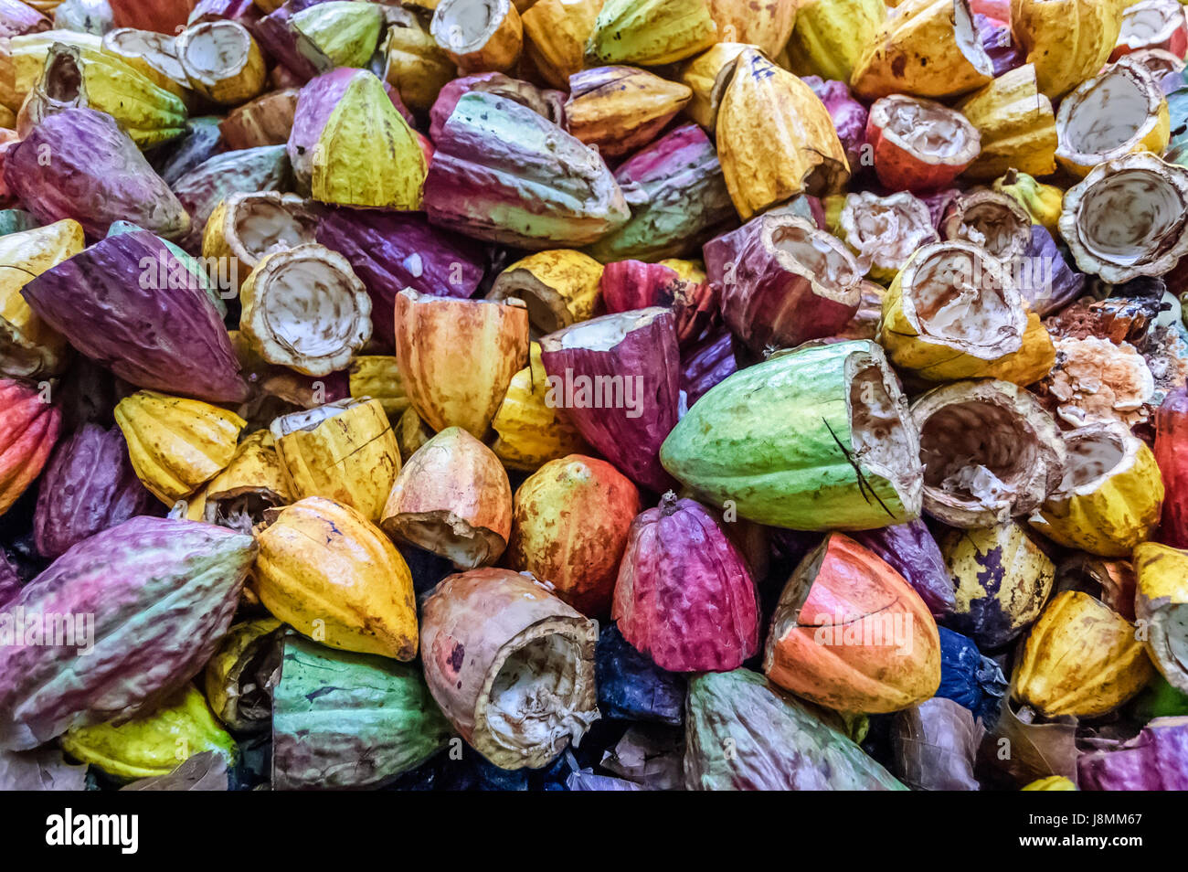 Pile of discarded empty cacao pods after cacao beans have been ...