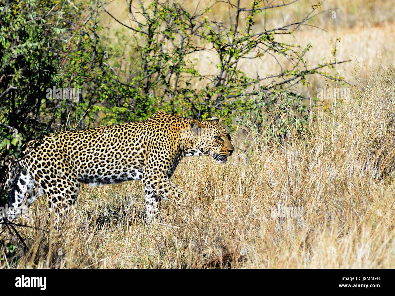 A leopard in Samburu national reserve Stock Photo - Alamy