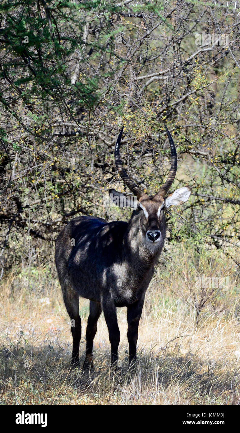 Kenyan Antelope High Resolution Stock Photography and Images - Alamy