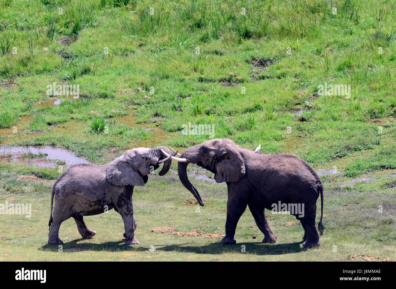 African Elephants playing in Amboseli national park in Kenya Stock ...