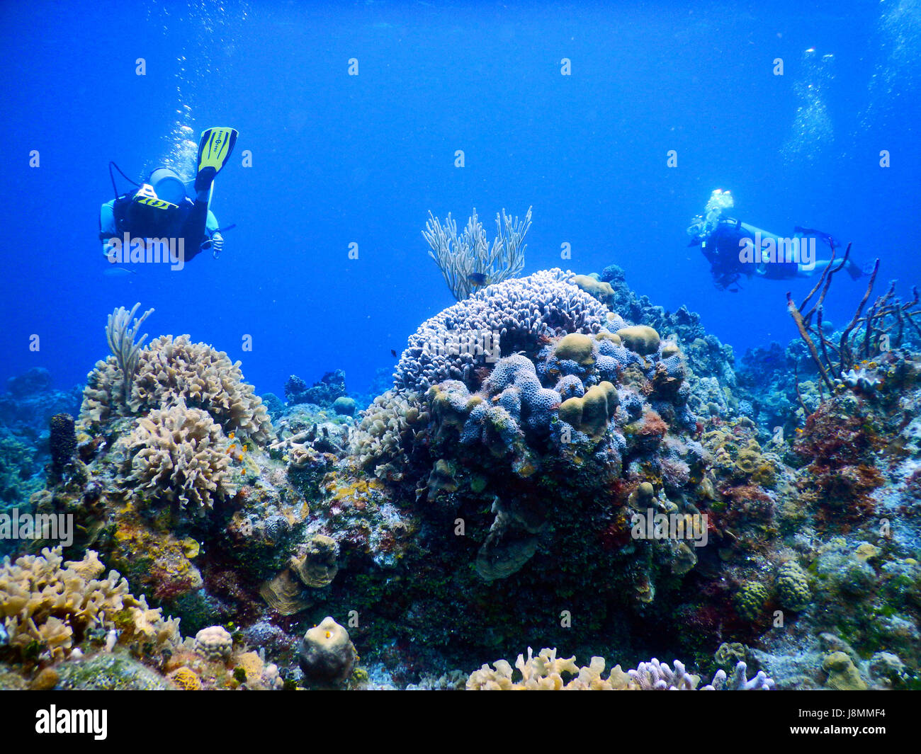 Coral reef in Cozumel Island, Mexico Stock Photo - Alamy