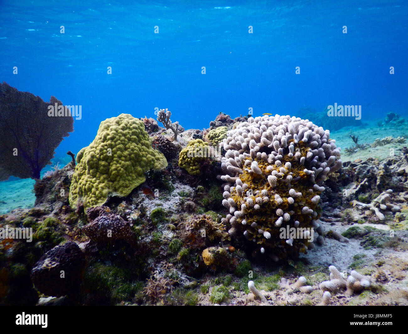 Coral island cozumel hi-res stock photography and images - Alamy