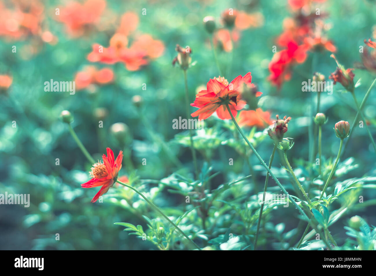 Selective focus colorful flowers for background Stock Photo - Alamy