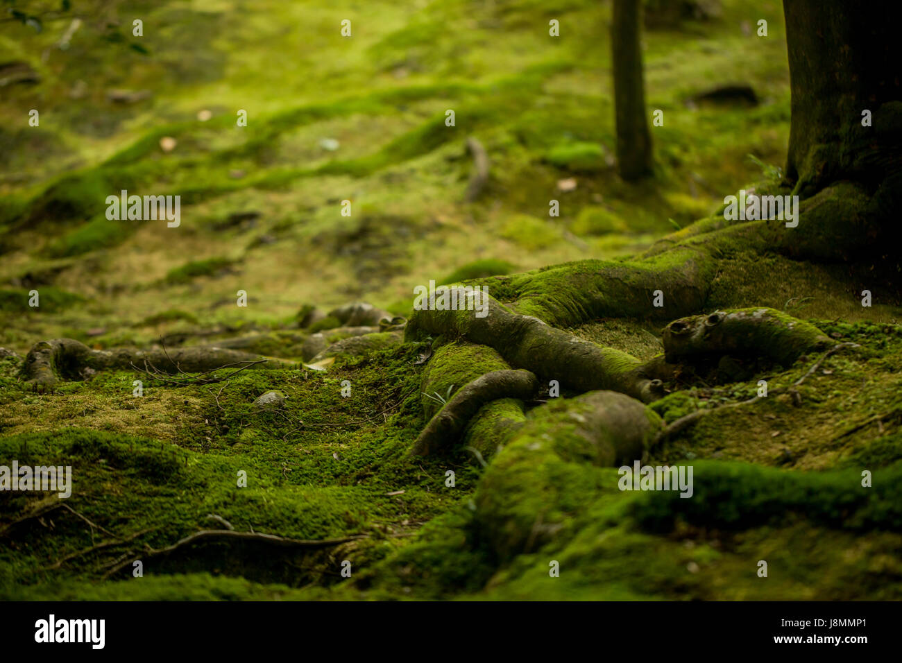 Kyoto Temple Moss Stock Photo - Alamy