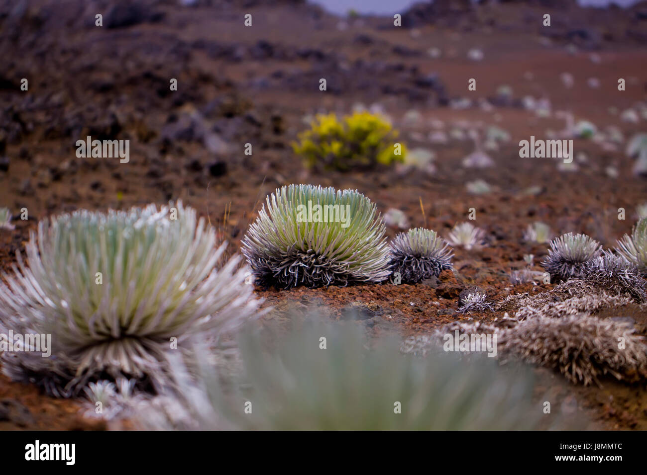 Maui Silversword Volcano Plant Stock Photo - Alamy