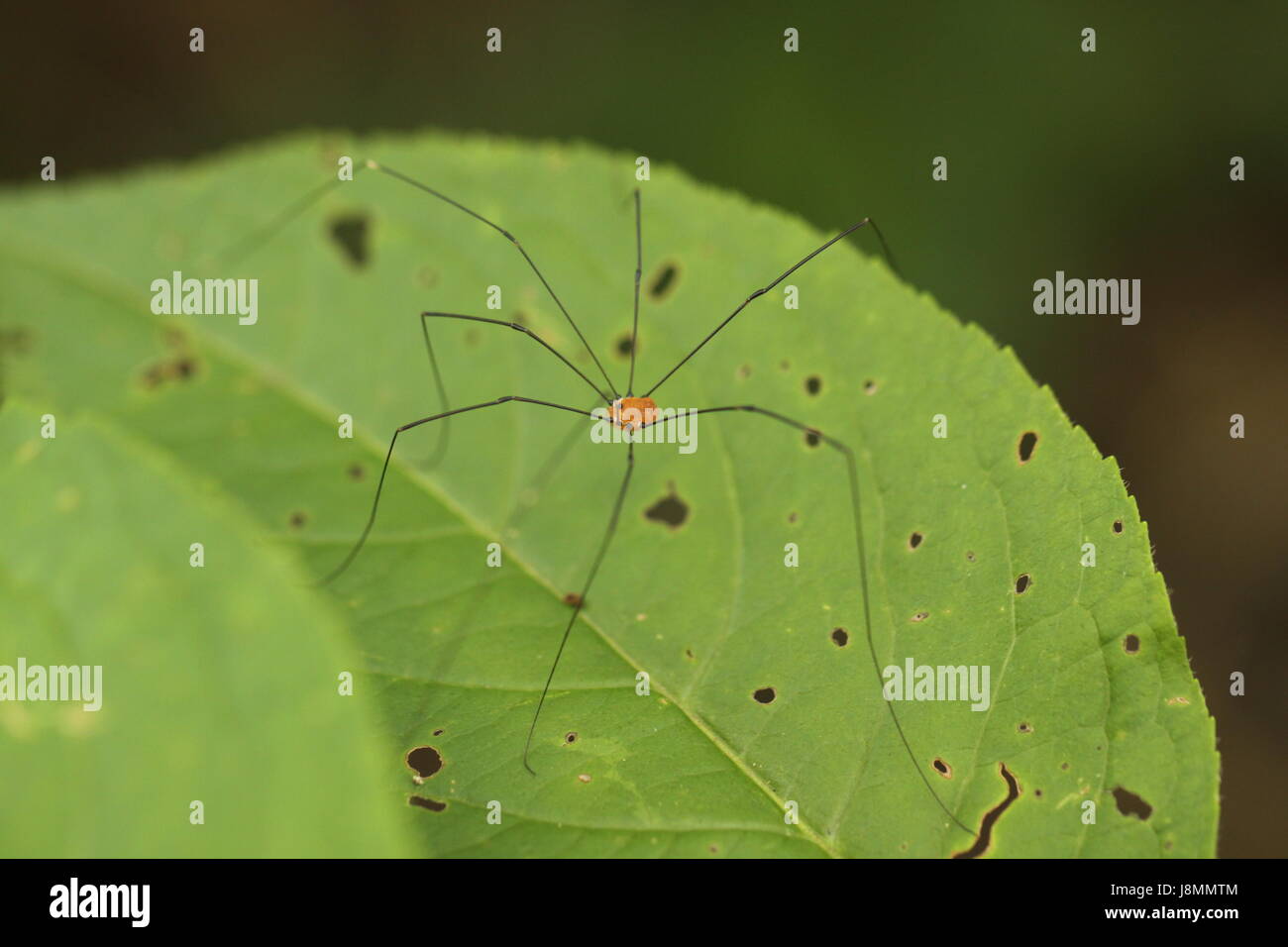 Spindly plant hi-res stock photography and images - Alamy