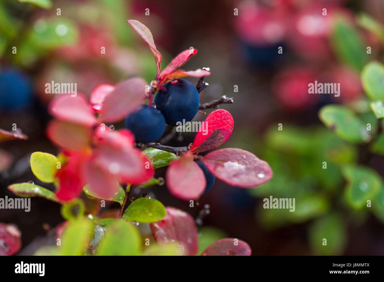 Alaskan berry hi-res stock photography and images - Alamy