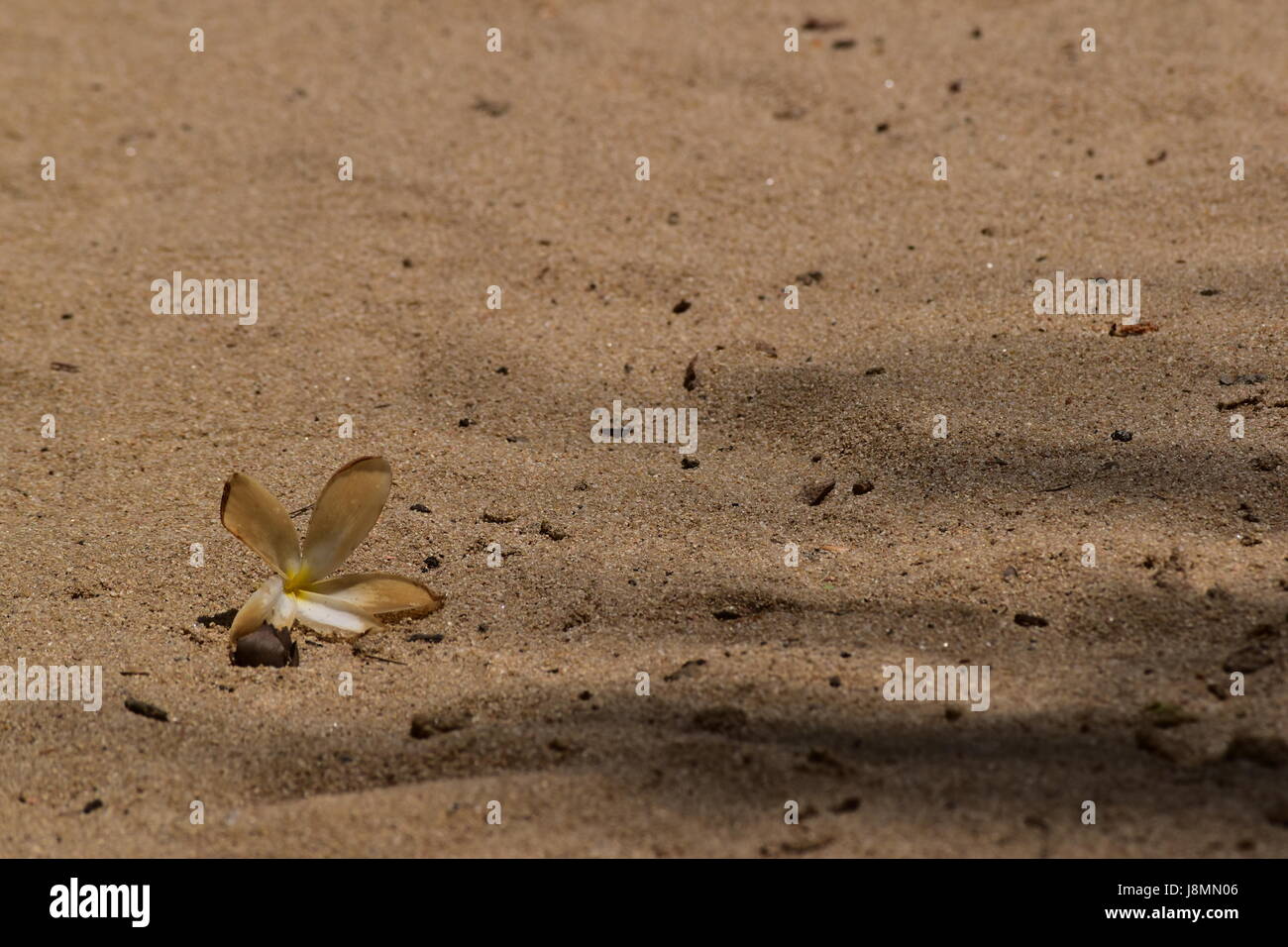 flower on sand Stock Photo - Alamy