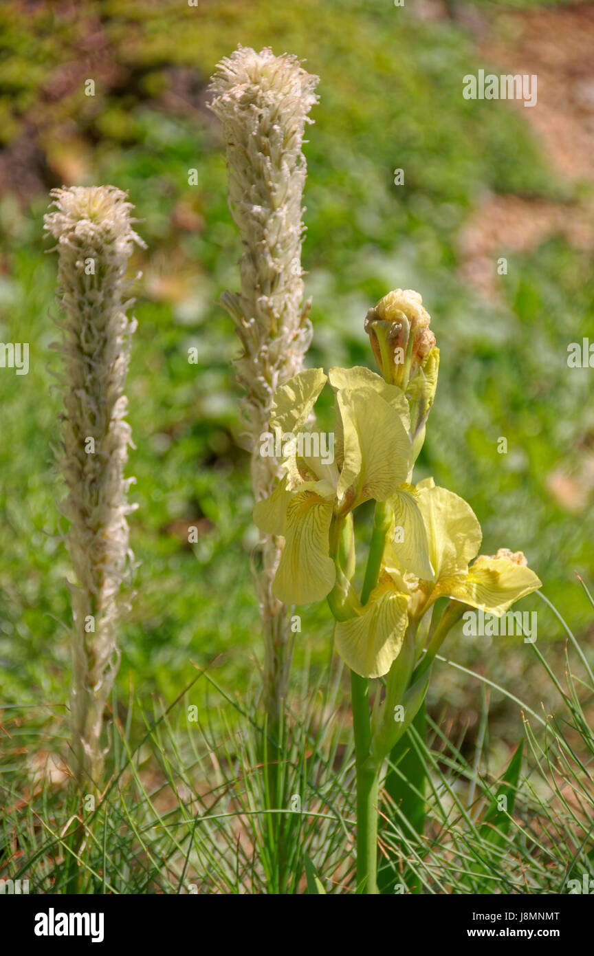 Various detailed sharpes of prennials Stock Photo - Alamy