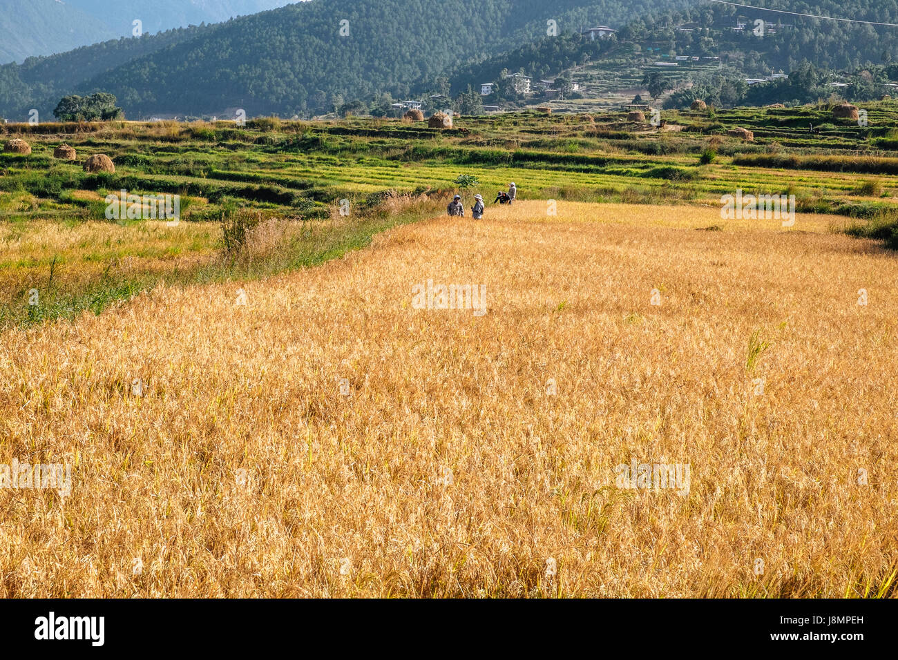 Flat rice field hi-res stock photography and images - Alamy