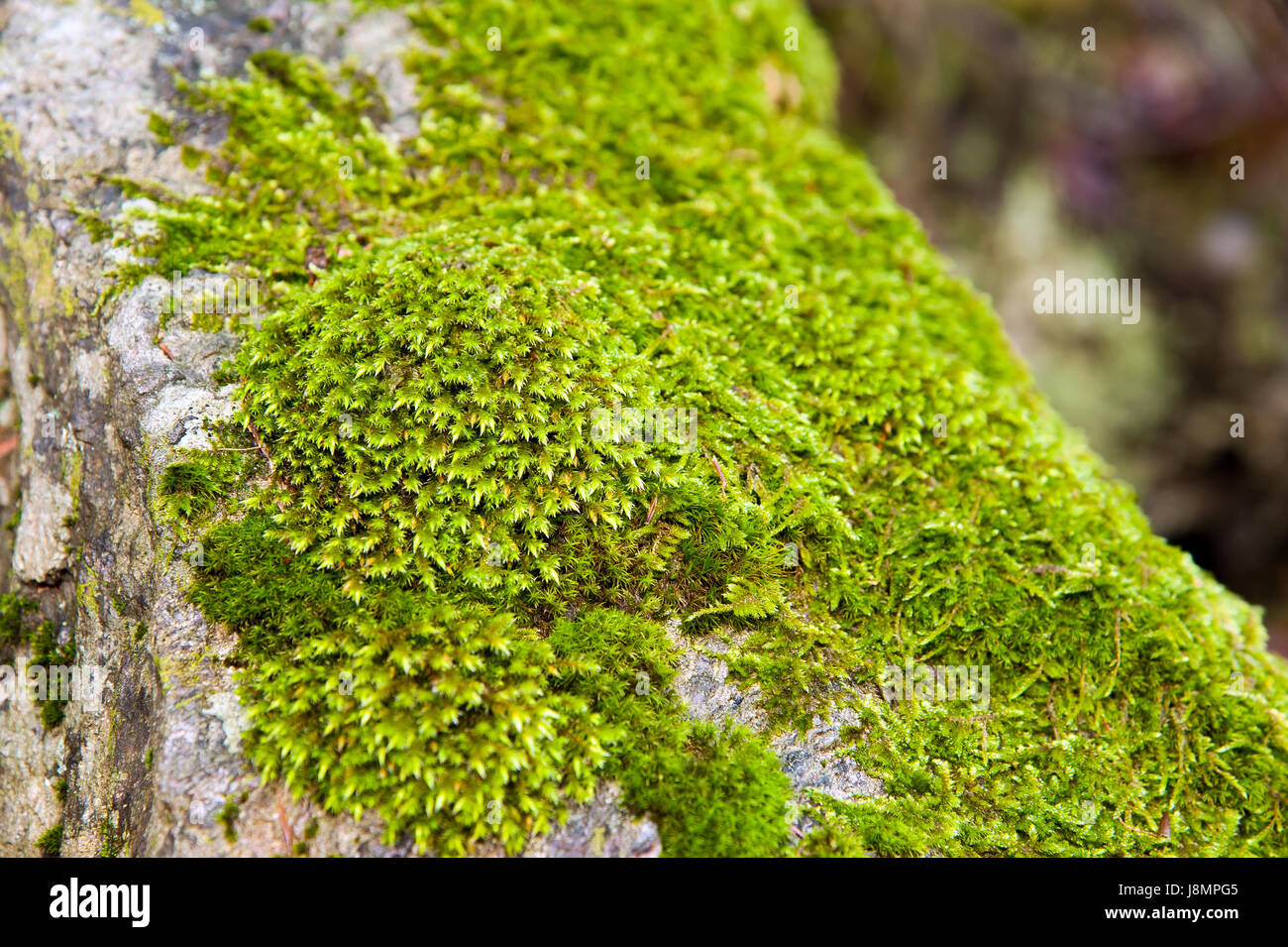 Moss on tree,wood background Stock Photo - Alamy