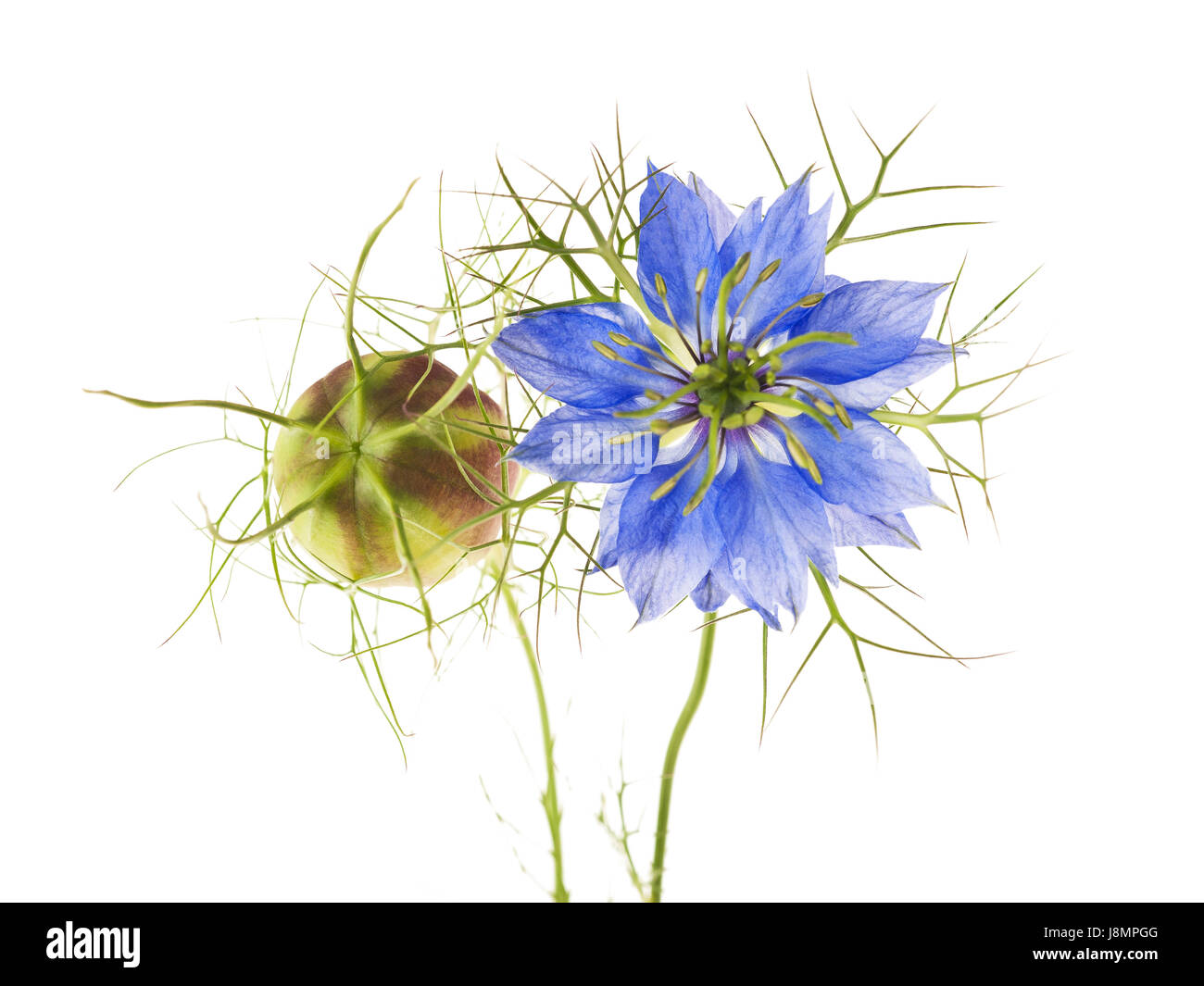 Nigella flower petals hi-res stock photography and images - Alamy