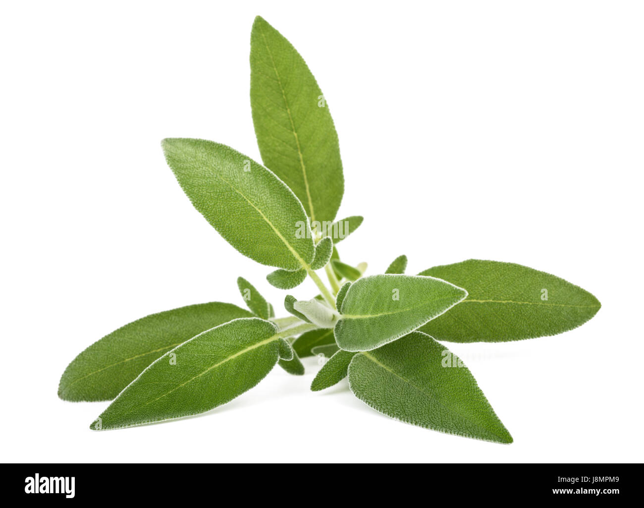 Sprig fresh sage herb hi-res stock photography and images - Alamy