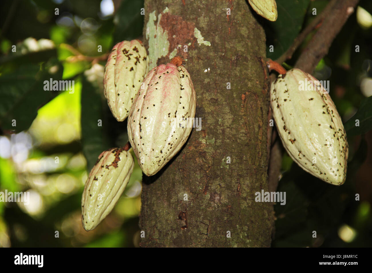 Cacao shell hi-res stock photography and images - Alamy