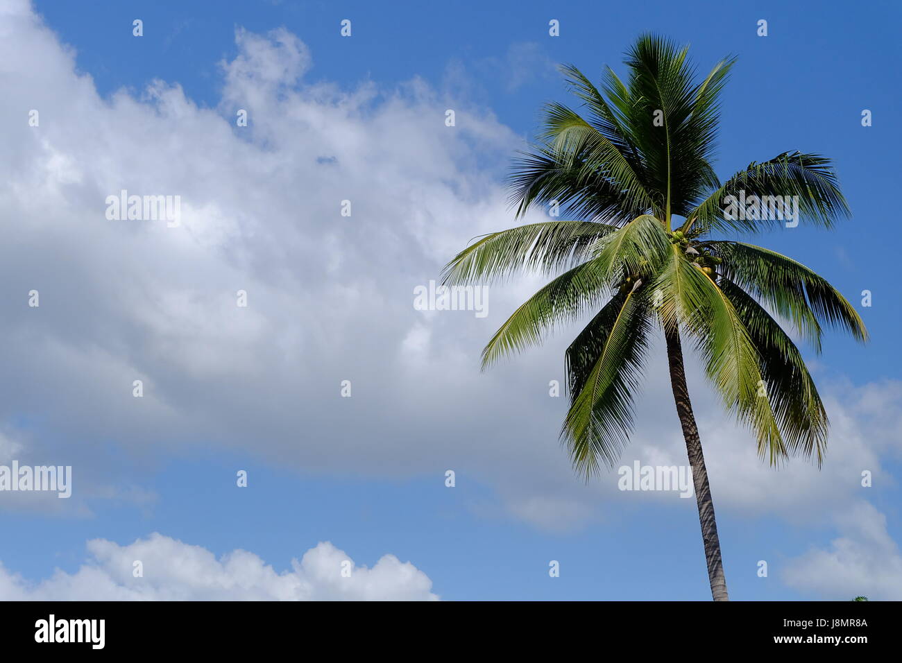 Coconut tree background Stock Photo - Alamy