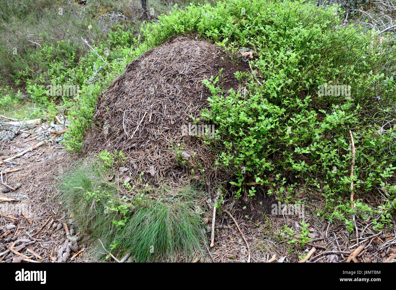 Carpenter Ant Nest In Ground