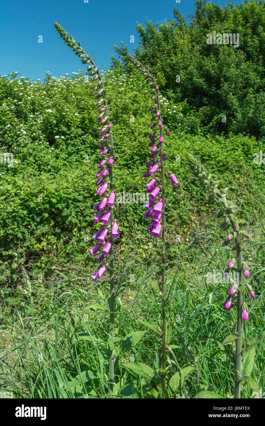 Wild Foxglove / Digitalis purpurea plants in flower, along a country ...