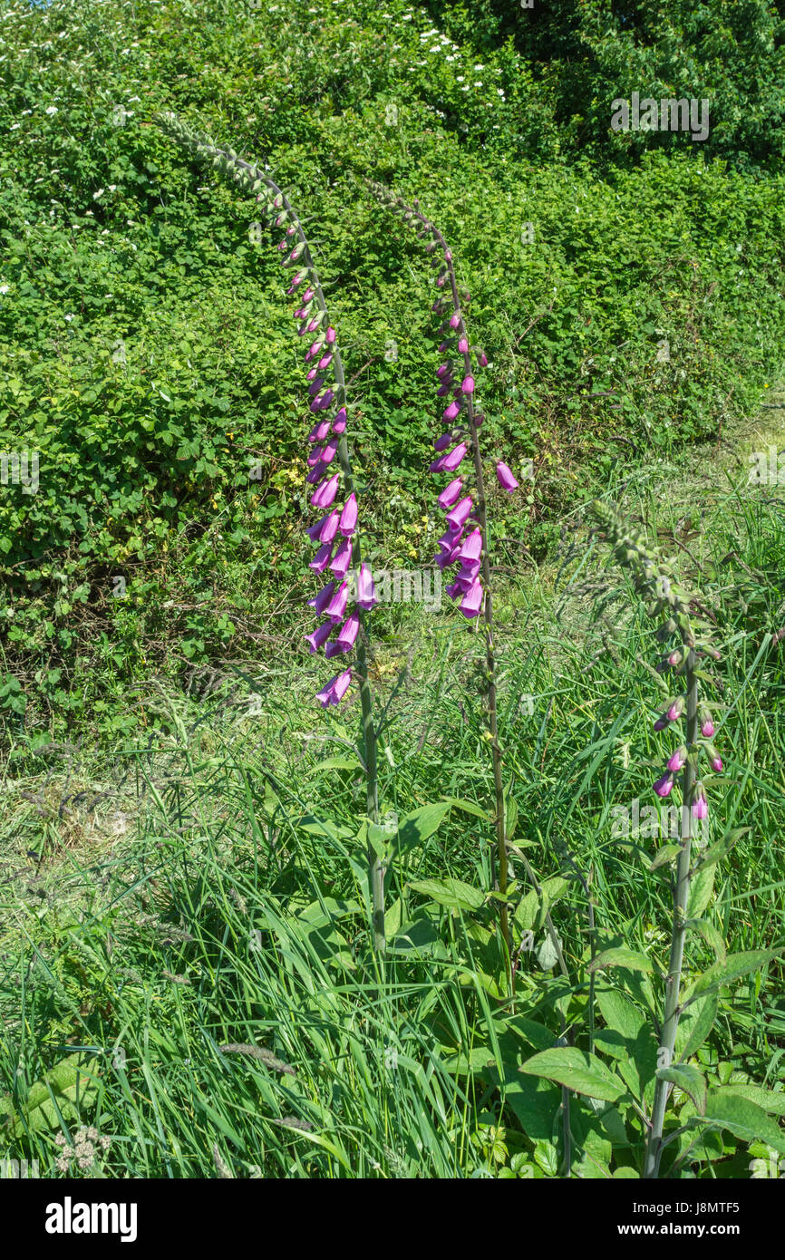 Foxglove foliage hi-res stock photography and images - Alamy
