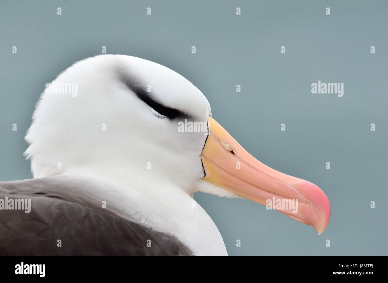 Schwarzbrauenalbatros, black-browed albatross, black-browed mollymawk ...