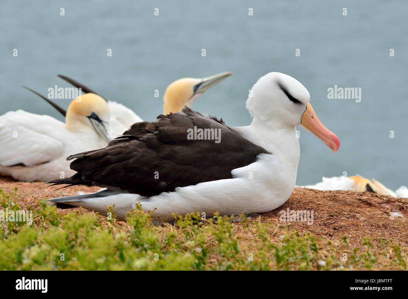 Schwarzbrauenalbatros, black-browed albatross, black-browed mollymawk ...