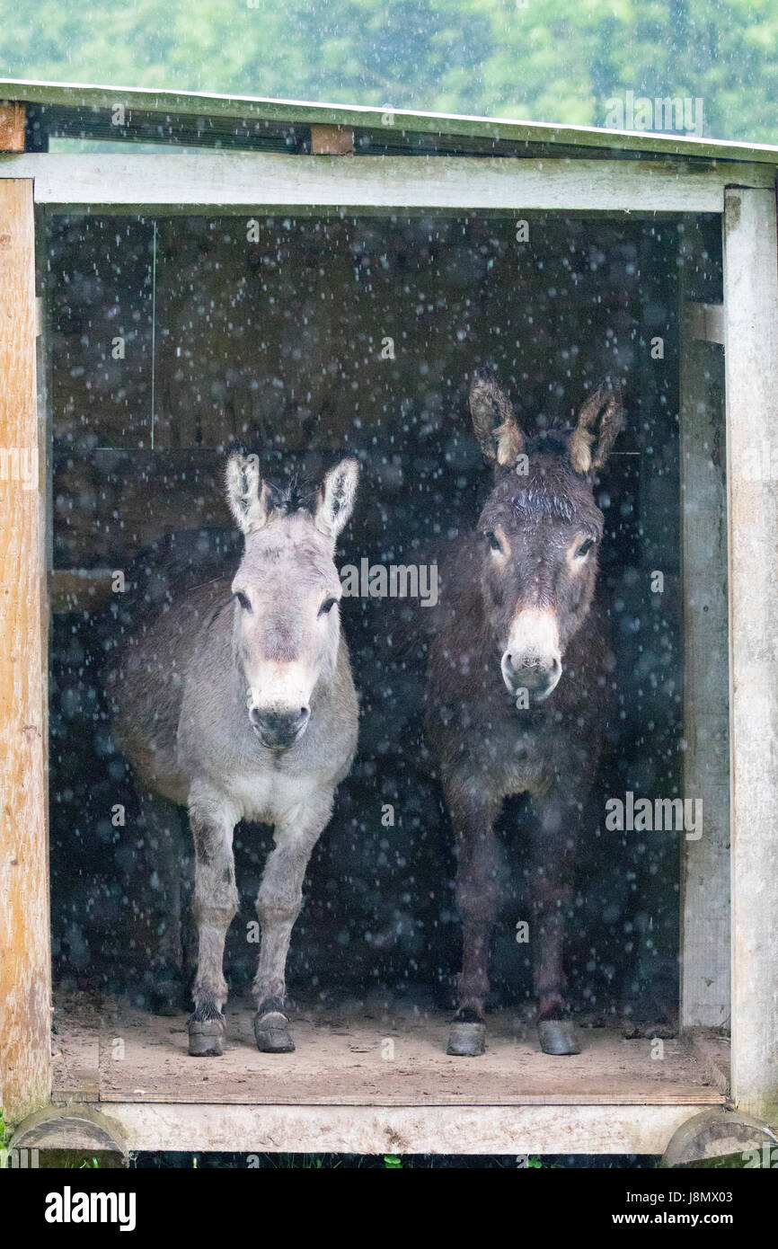 George and Sam male donkeys seeking cover in their donkey stable during ...