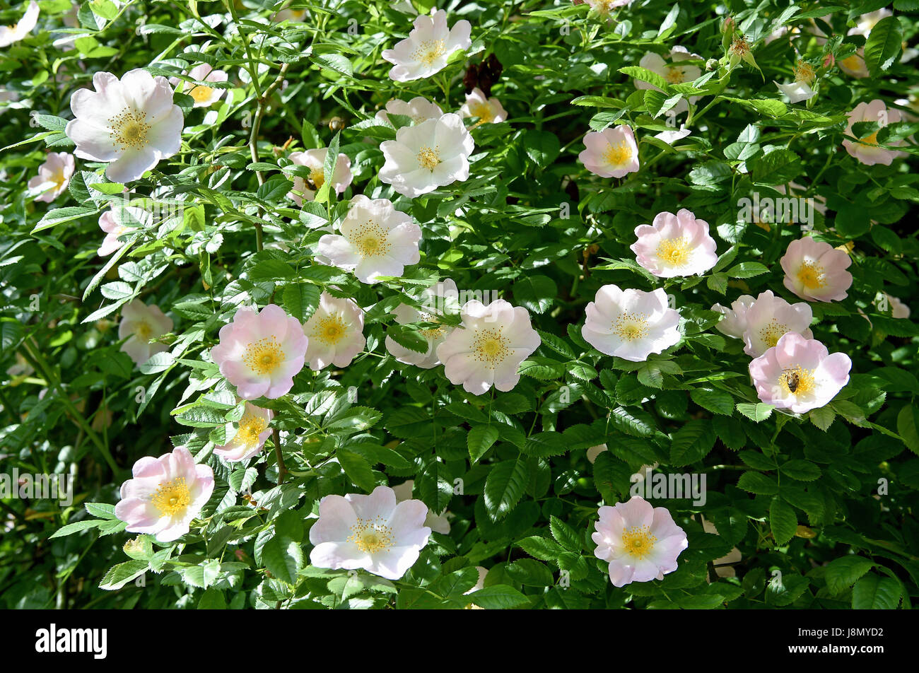 Hildesheim, Germany. 29th May, 2017. The 1000 year old rose bush near ...