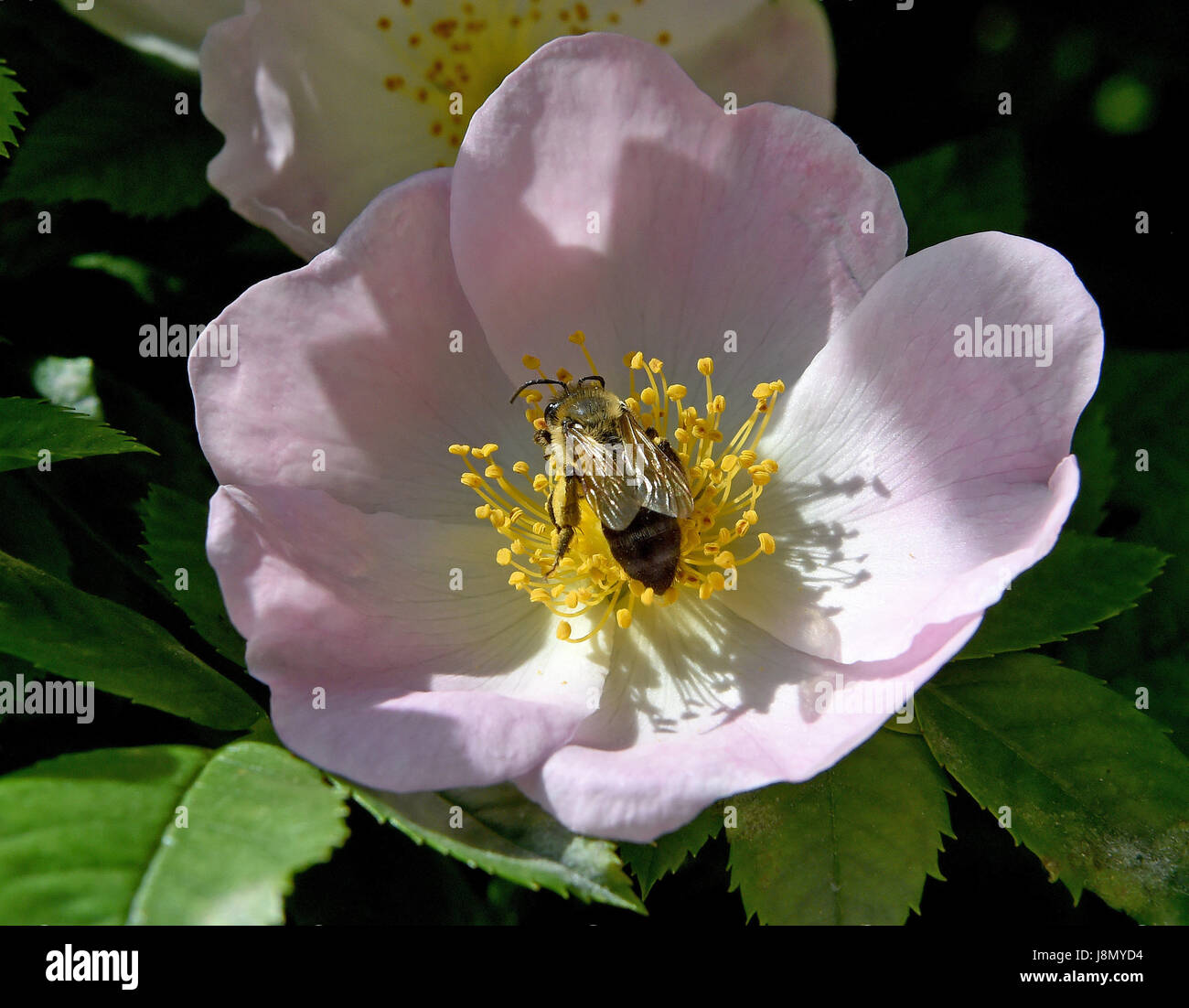 Rose Of Hildesheim Stock Photos & Rose Of Hildesheim Stock Images - Alamy