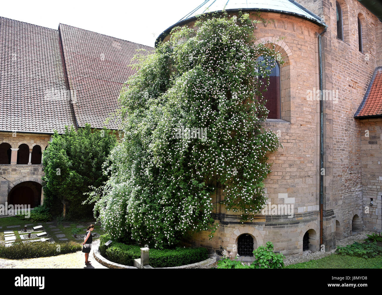 Hildesheim, Germany. 29th May, 2017. The 1000 year old rose bush near ...