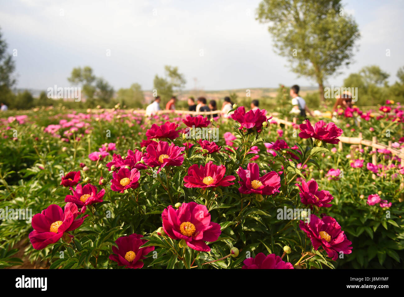 Hohhot, China's Inner Mongolia Autonomous Region. 29th May, 2017 ...