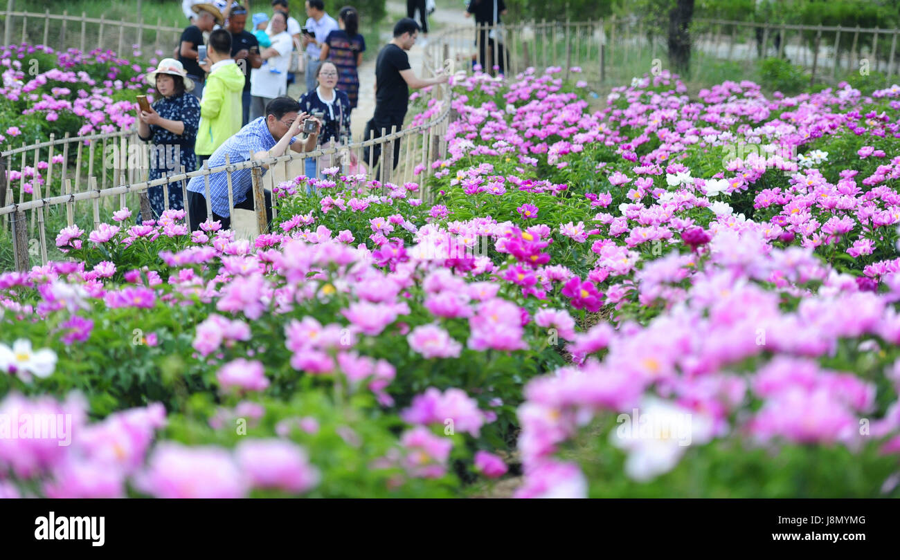 Hohhot, China's Inner Mongolia Autonomous Region. 29th May, 2017 ...