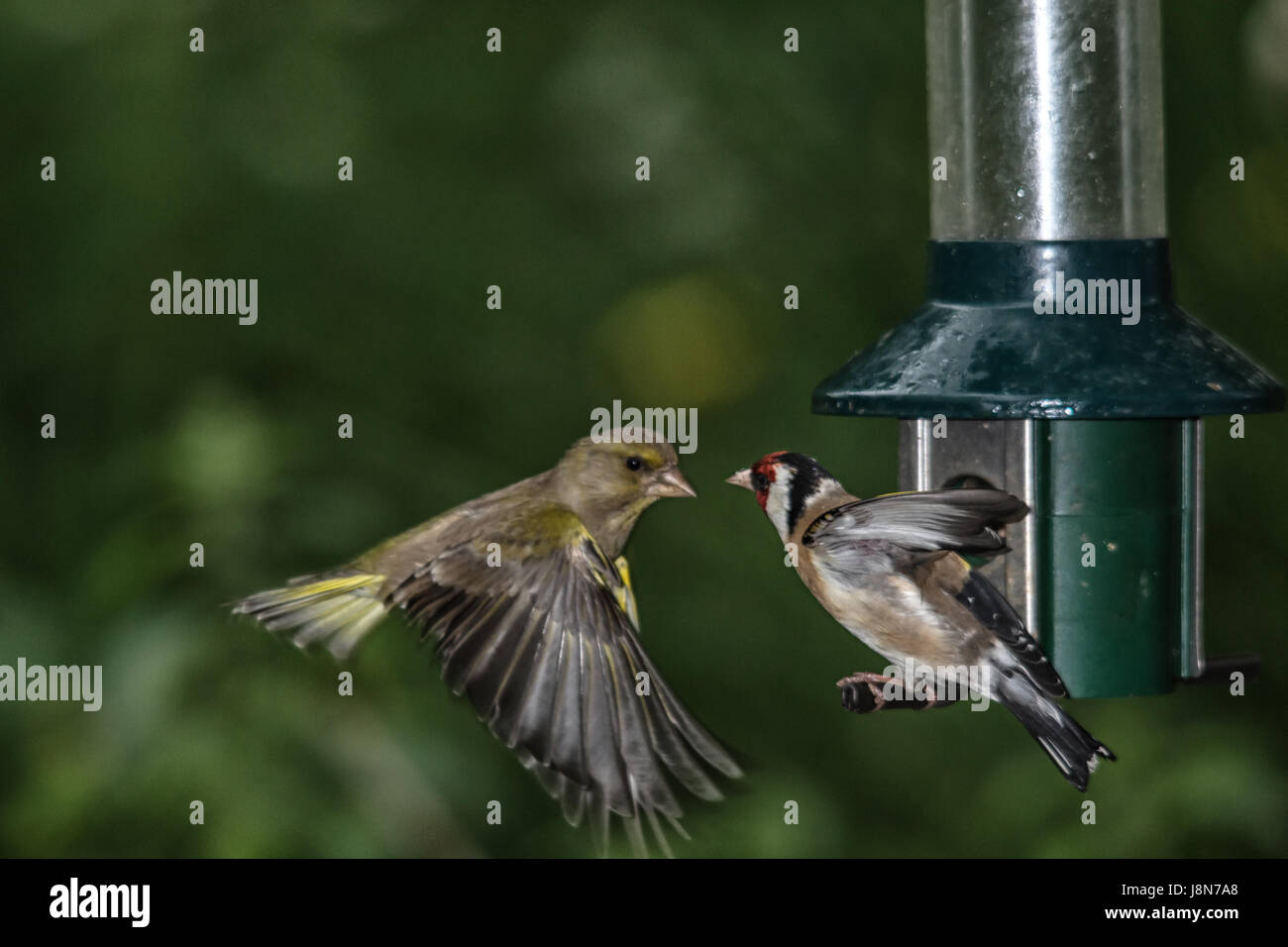 Rutland Water, UK. 29th May, 2017. UK Weather. Grey cold day Goldfinch ...