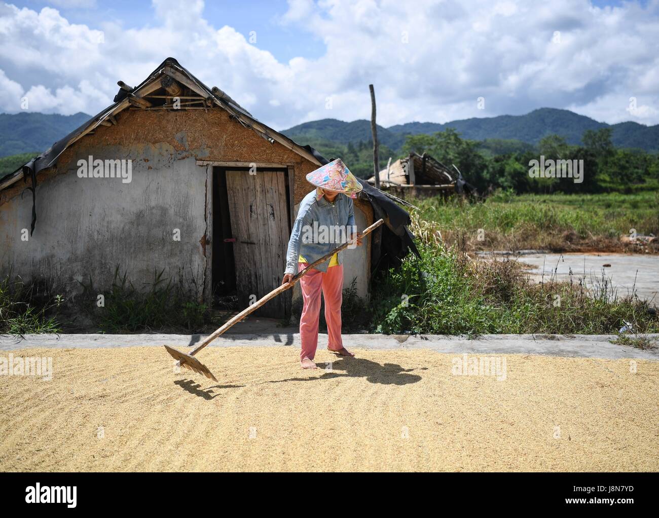 Wuzhishan, China's Hainan Province. 30th May, 2017. Villager Liu ...