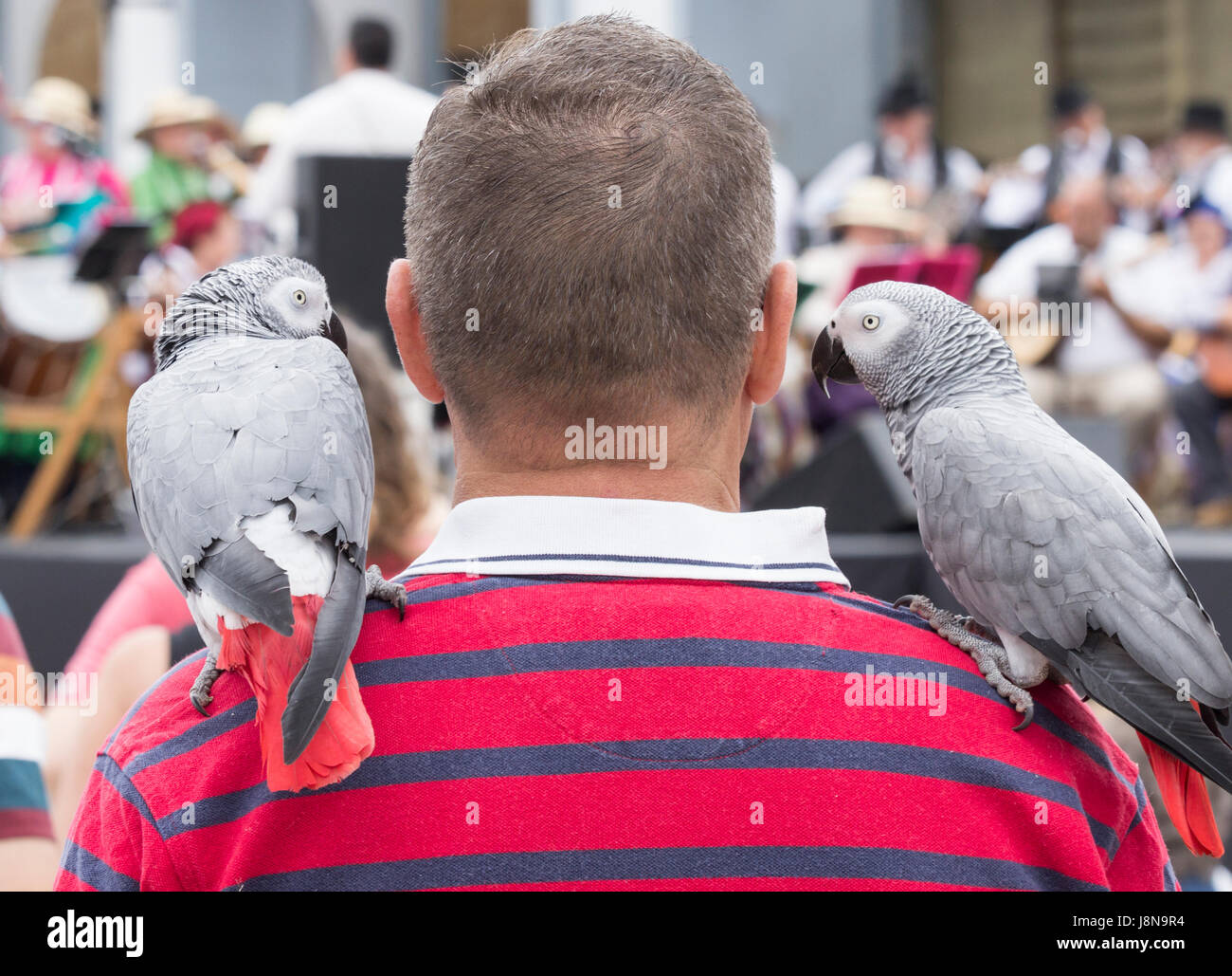 Parrot on shoulder hi-res stock photography and images - Alamy