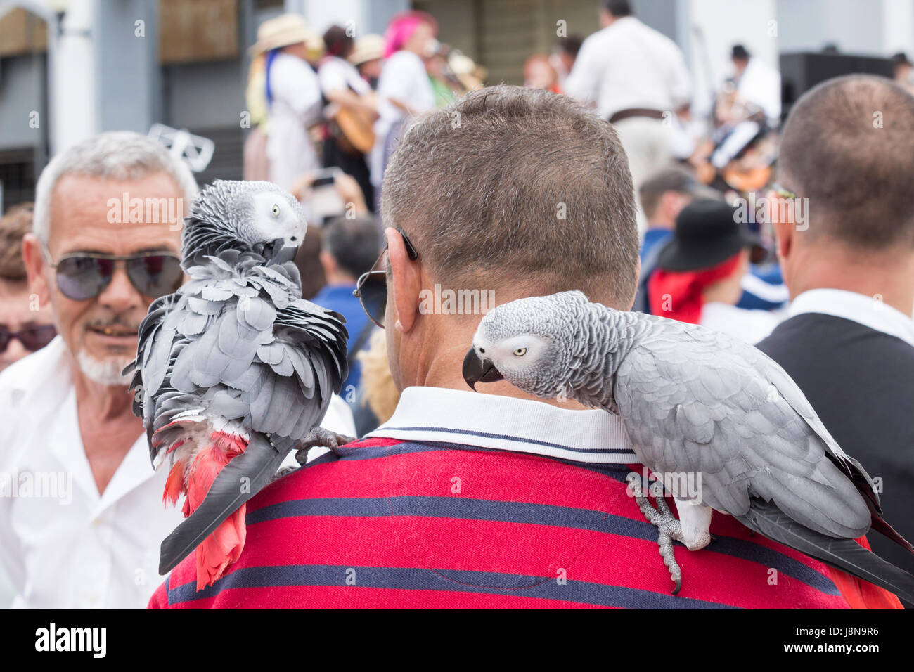 Parrot on shoulder hi-res stock photography and images - Alamy