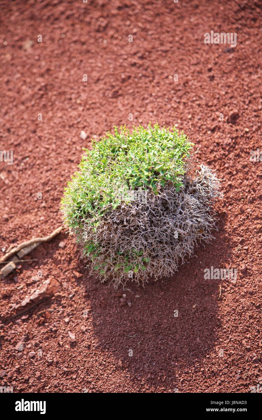 leaf, green, bush, globe, planet, earth, world, backdrop, background ...