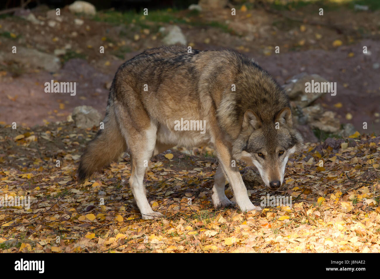 wild, portrait, eyes, zoo, dog, nature, head, fall, autumn, wild, face ...