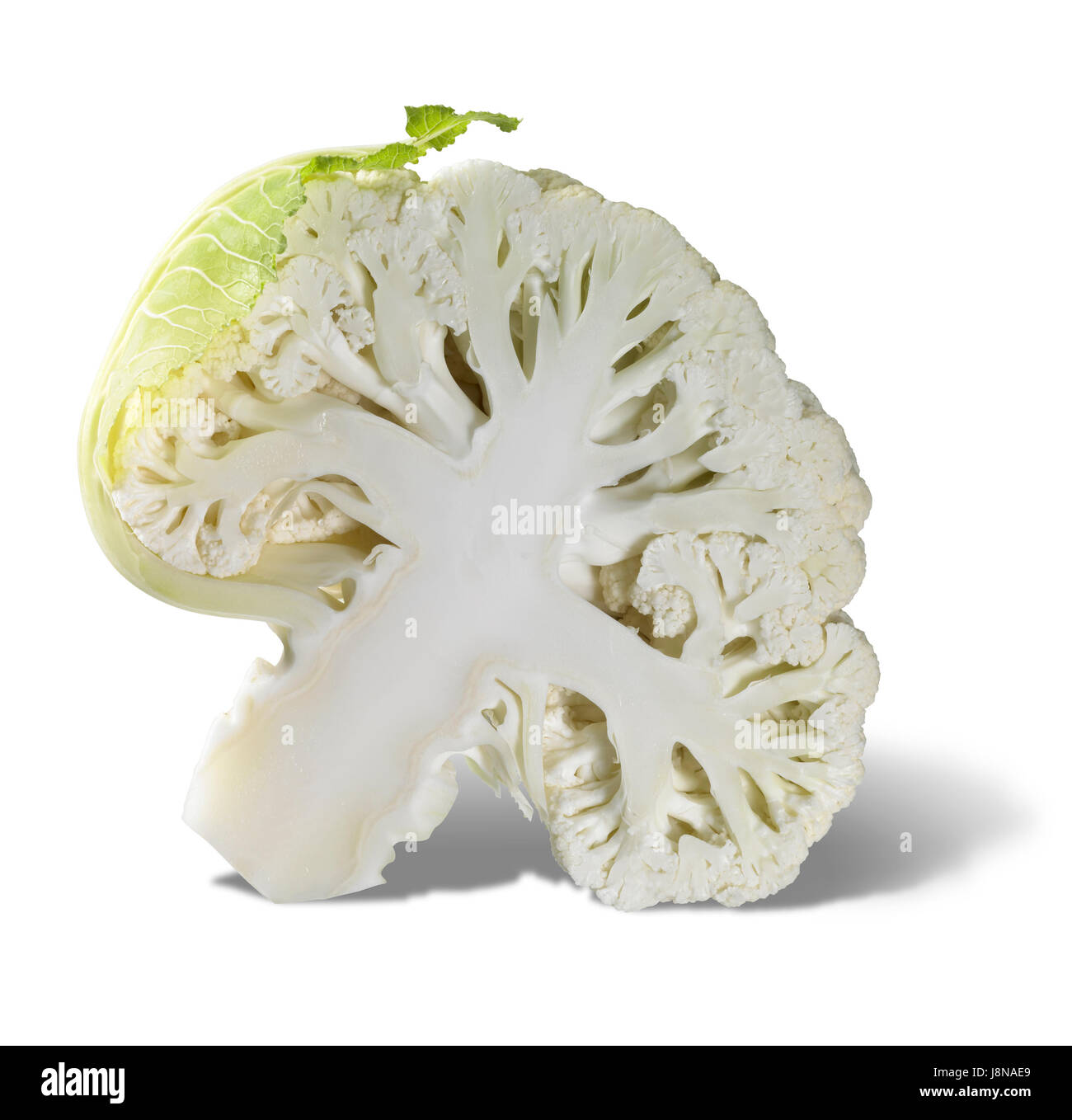 Longitudinal section flower hi-res stock photography and images - Alamy