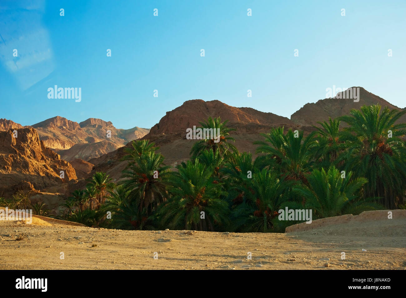 africa, palms, tunisia, atlas, map of the world, map, blue, tree, stone ...