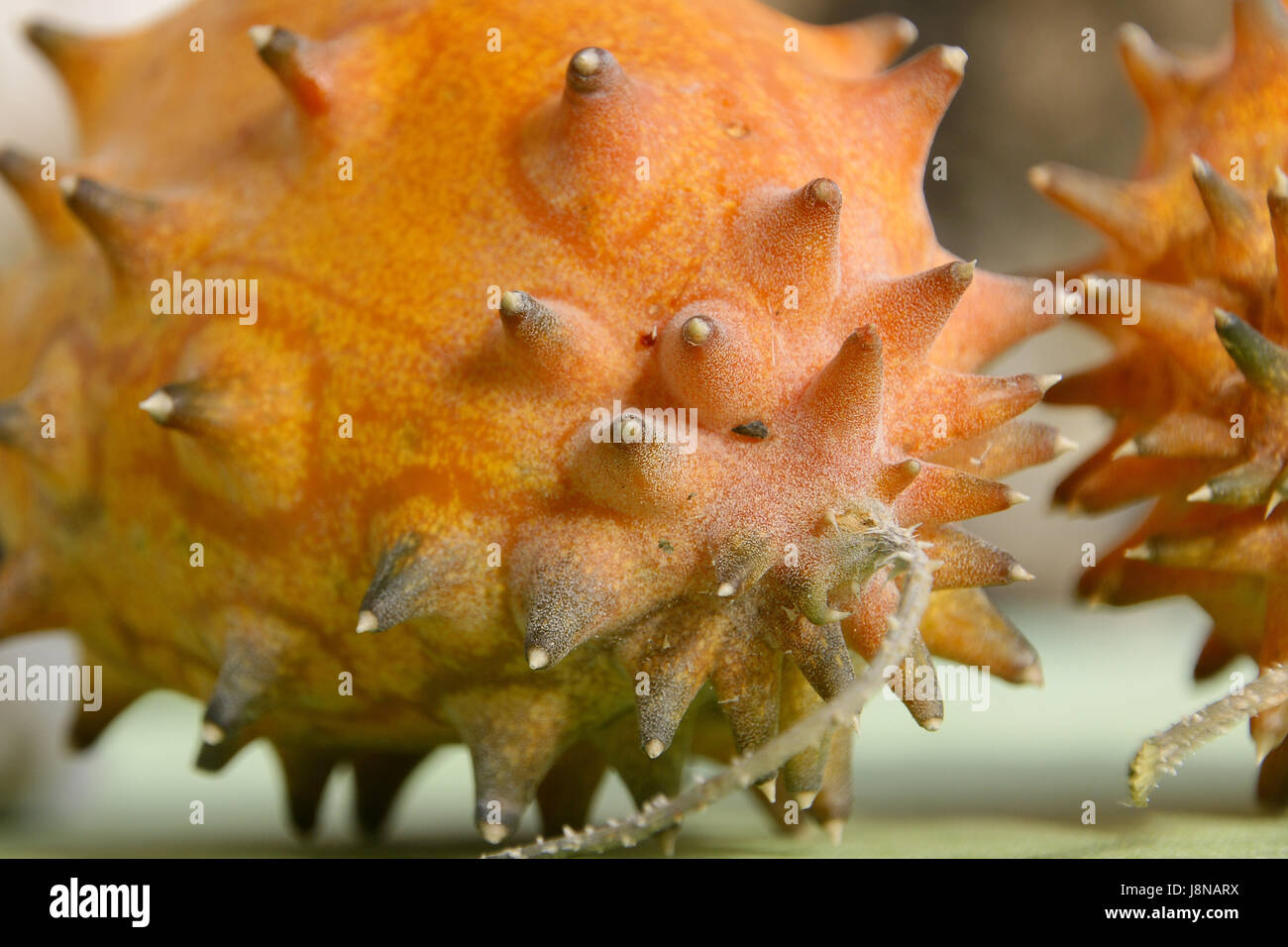 africa, fruit, climbing plant, pumpkin, orange, africa, horn, prickle ...