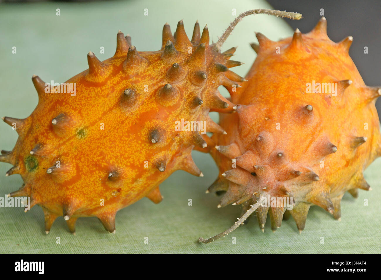 africa, fruit, climbing plant, pumpkin, orange, africa, horn, prickle ...